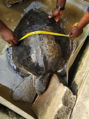 15th rescue within one year | Cameroon Biodiversity