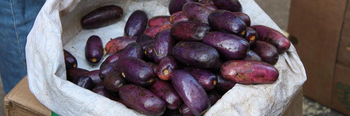 Dernières actualités et évènements | Biodiversité du Cameroun